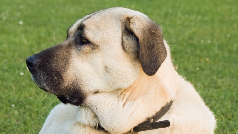 PPVC Breed Specific: The Anatolian Shepherd