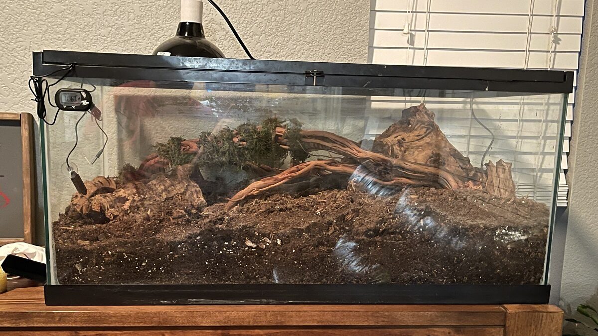 The Ins and Outs of Owning a Ball Python – Pikes Peak Veterinary Clinic